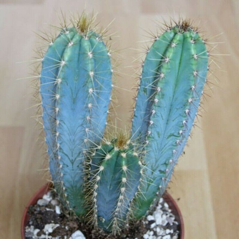 Blue Cactus - Etsy