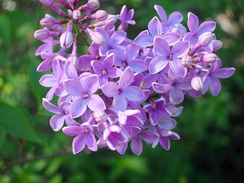 Syringa vulgaris 25 Semillas Lila Común - Etsy México