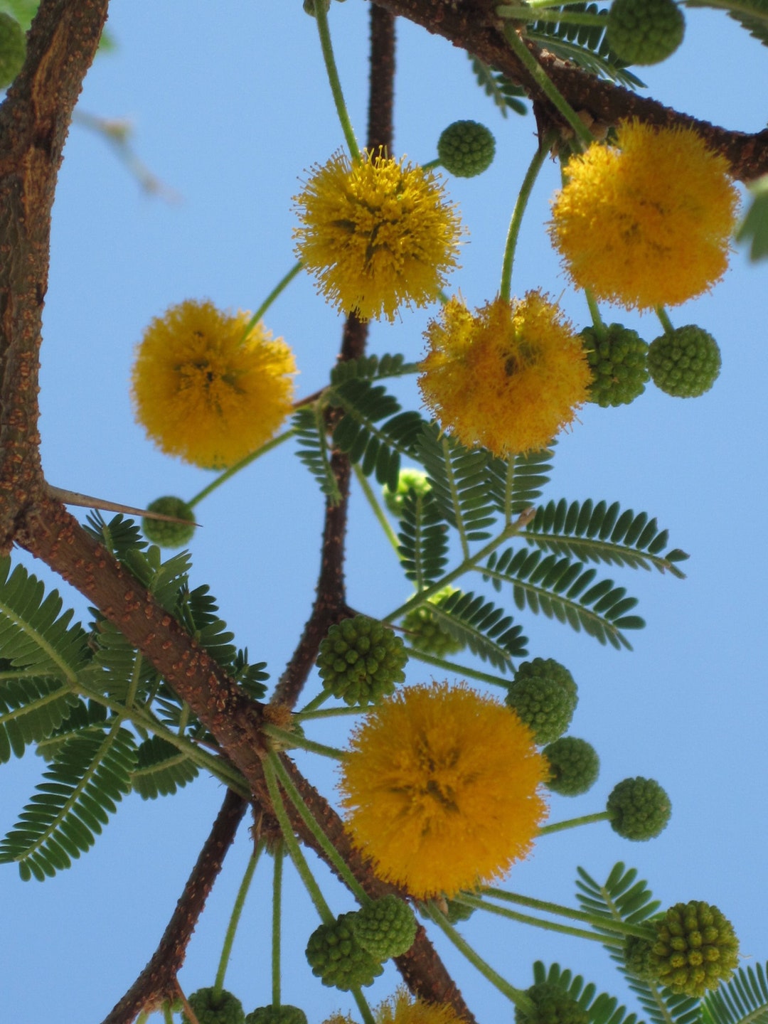 Acacia Smallii 25 Seeds - Sweet Acacia - Etsy