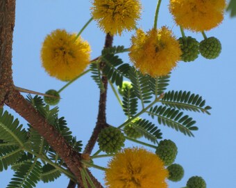 Purple Leaved Acacia baileyana V Purpurea Showy Blooms Year Round ...