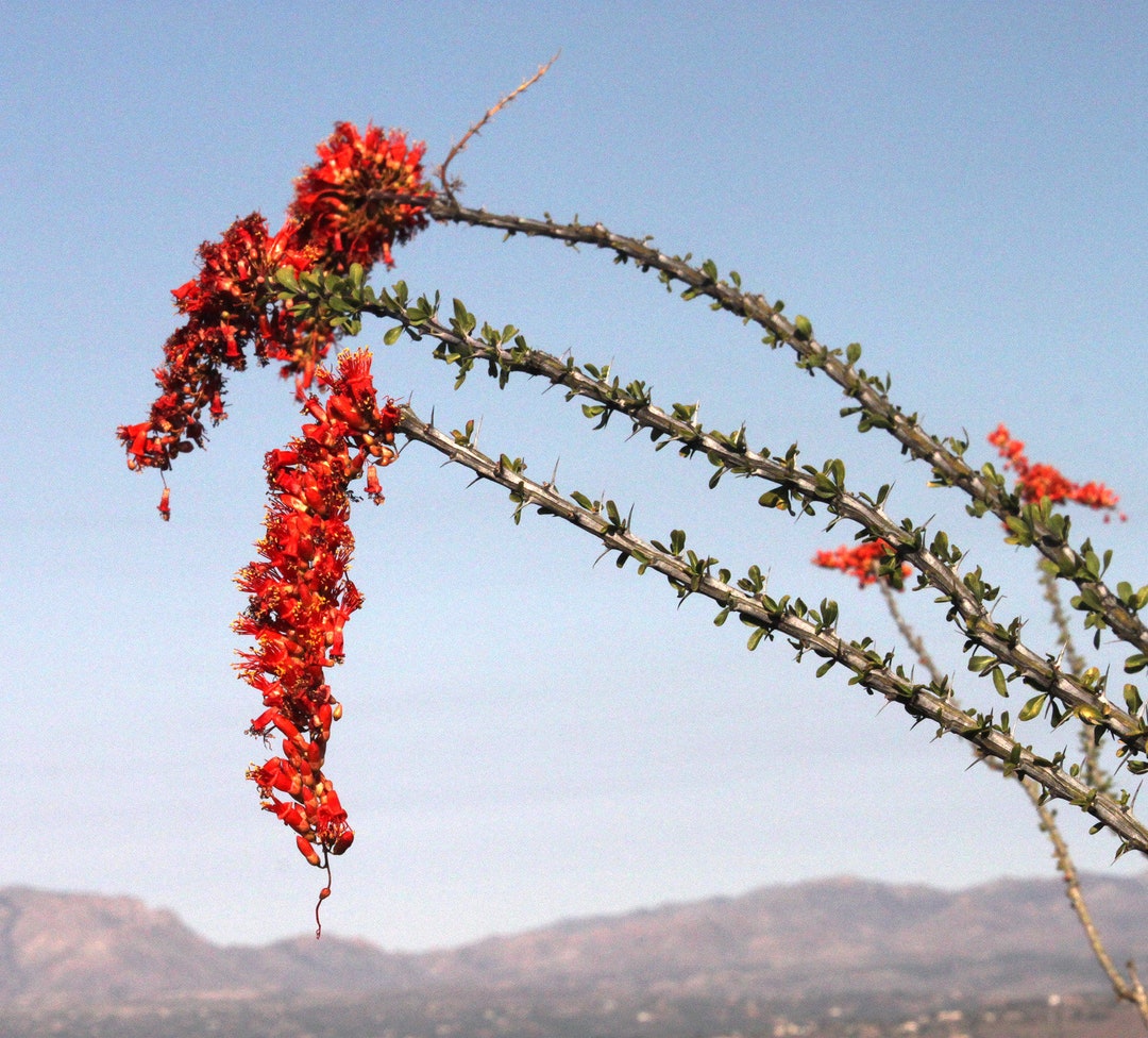 Fouquieria Splendens 25 Seeds - Ocotillo - Etsy