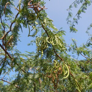 Acacia Smallii 25 Seeds - Sweet Acacia - Etsy