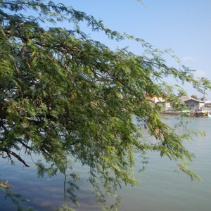 Acacia Smallii 25 Seeds - Sweet Acacia - Etsy