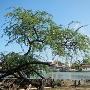 Acacia Smallii 25 Seeds - Sweet Acacia - Etsy