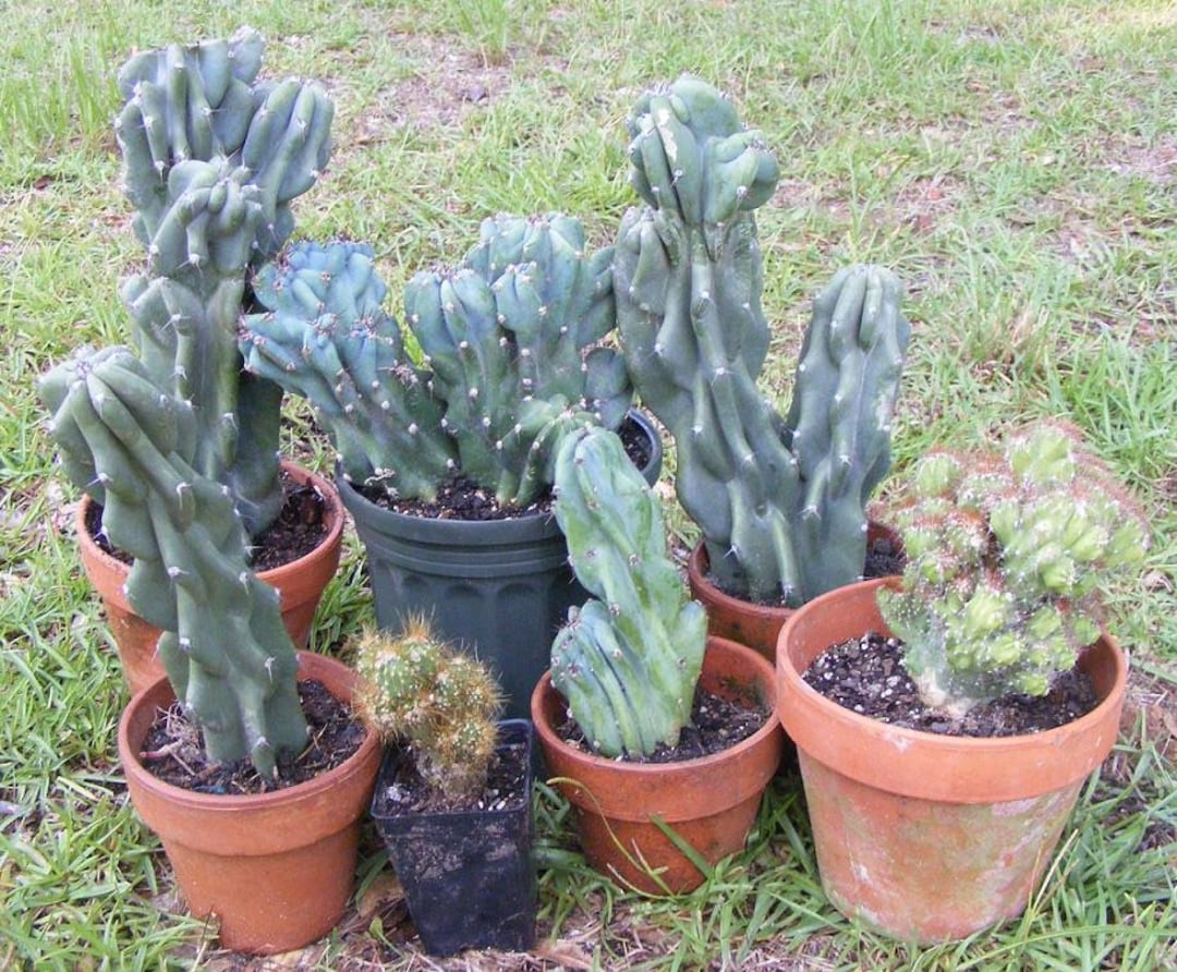 Cereus Peruvianus Monstrose 100 Seeds - Monstrose Peruvian Apple Cactus ...