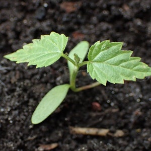 Humulus Lupulus 50 Seeds Hops - Etsy