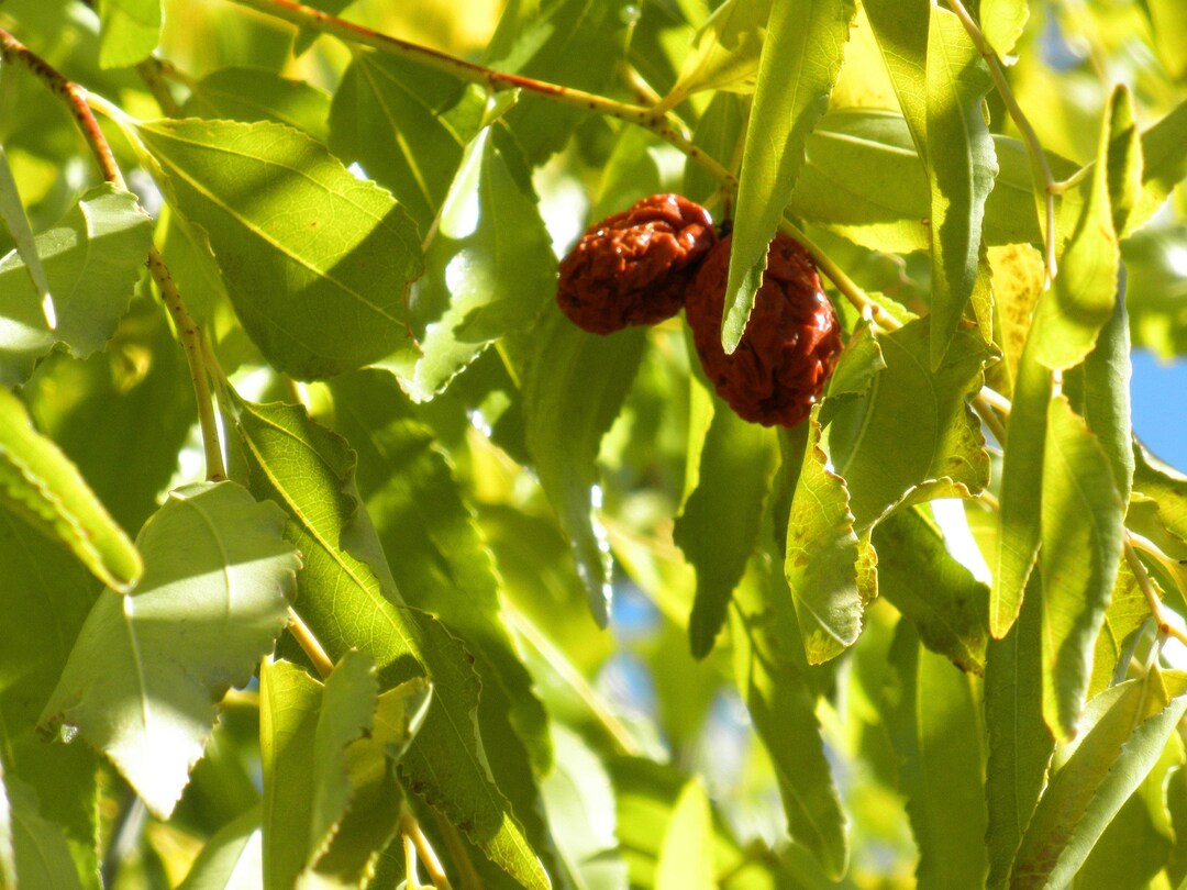 Ziziphus Jujuba 25 Seeds - Jujube - Etsy