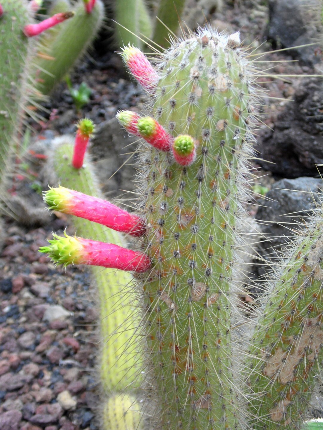 Cleistocactus Smaragdiflorus 25 Seeds - Firecracker Cactus - Etsy