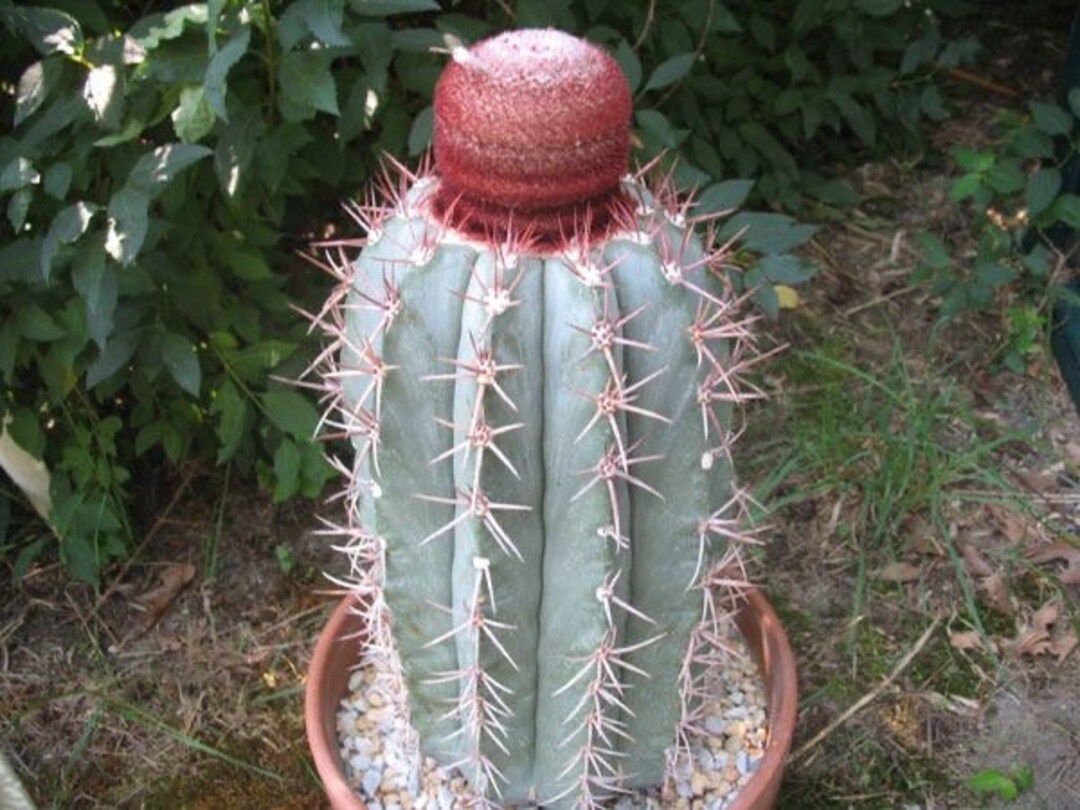 Melocactus Levitestatus 25 Seeds - Etsy
