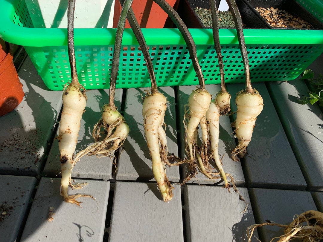 Peniocereus Greggii V. Transmontanus 20 Seeds - Night Blooming Cereus ...