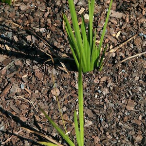 Acorus Americanus 30 Seeds - American Sweet Flag - Etsy