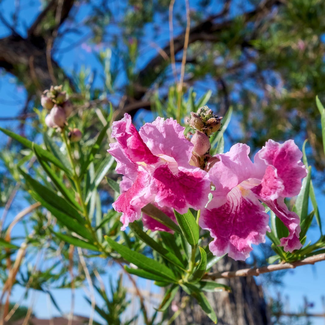 Chilopsis Linearis 100 Seeds - Desert Willow - Etsy
