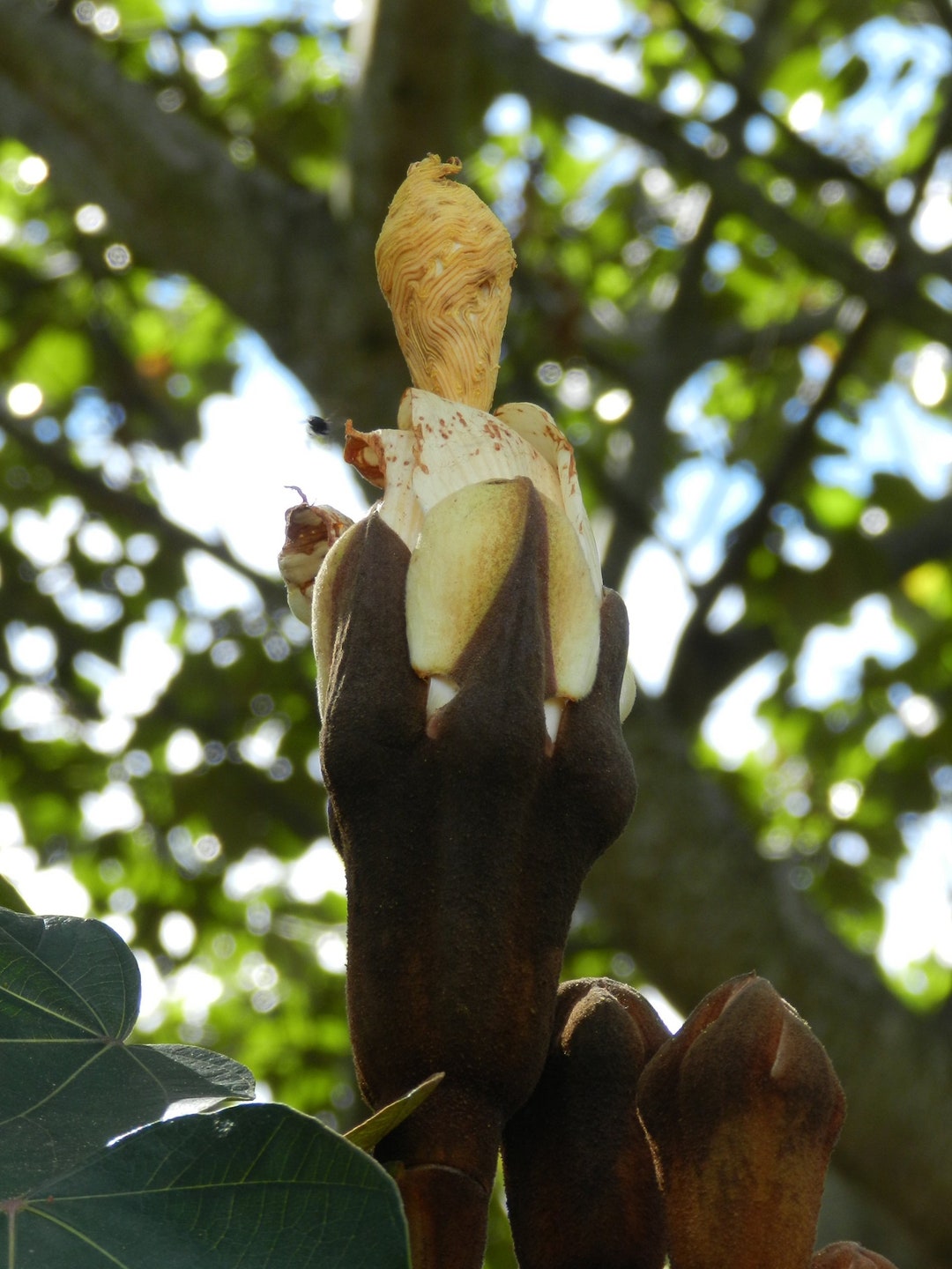 Ochroma Pyramidale 25 Seeds - Balsa Tree - Etsy