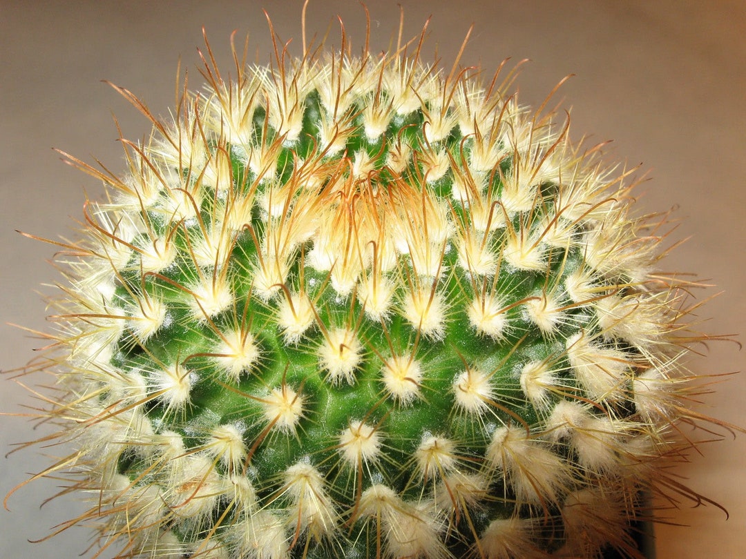 Parodia Aureispina 25 Seeds - Golden Tom Thumb - Etsy
