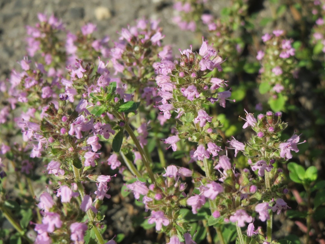 Thymus Serpyllum Seeds 0.25g Creeping Thyme - Etsy
