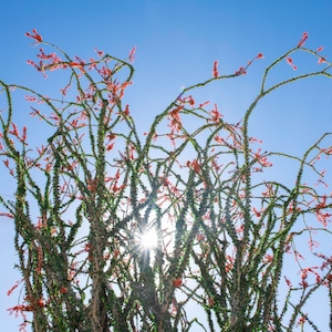 Fouquieria Splendens 25 Seeds - Ocotillo - Etsy