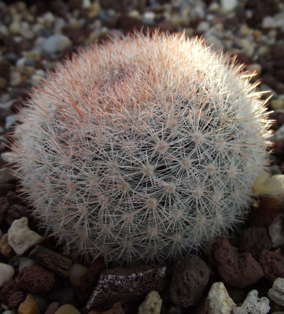 Mammillaria Candida 25 Seeds - Snowball Cactus - Etsy