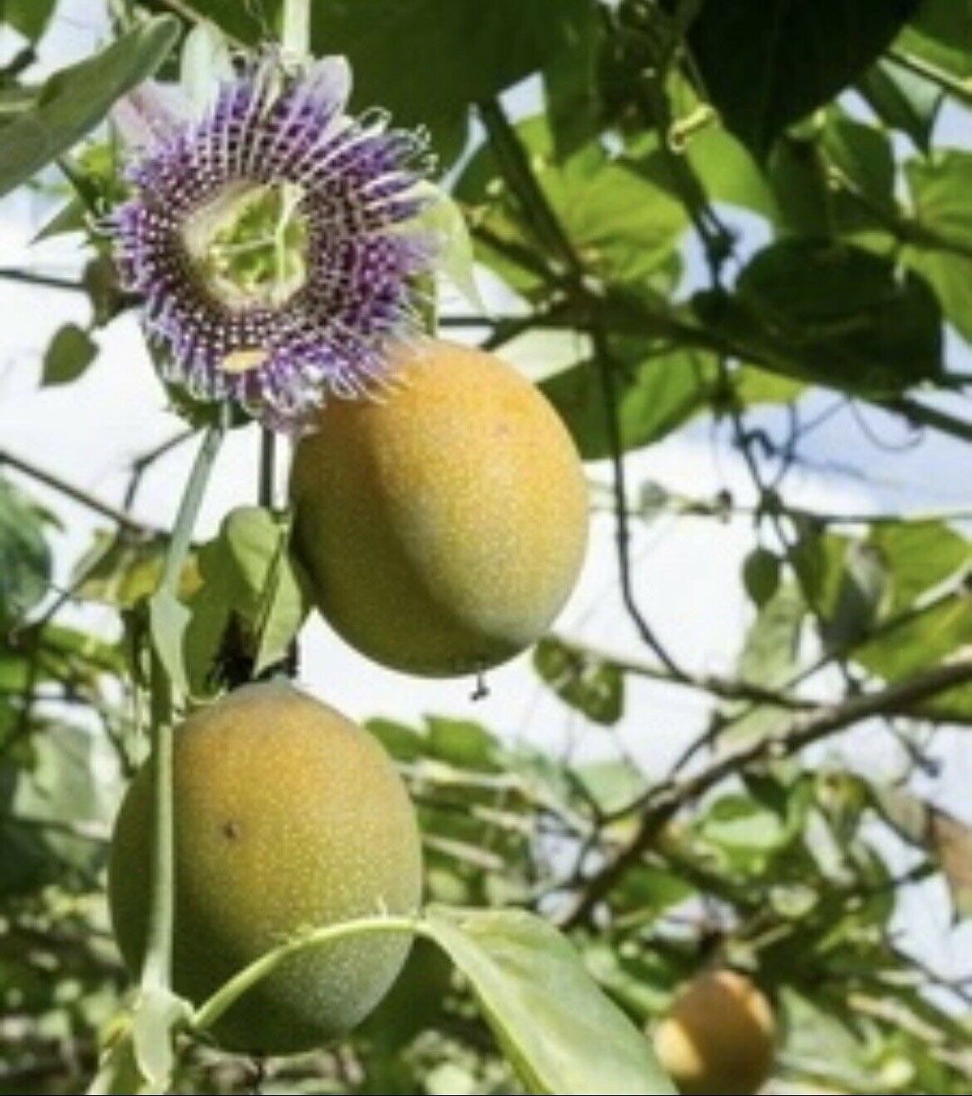 Passiflora Ligularis 25 Seeds - Sweet Granadilla - Etsy