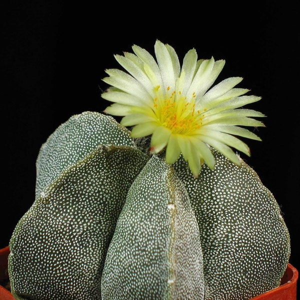 Astrophytum Seeds - Etsy
