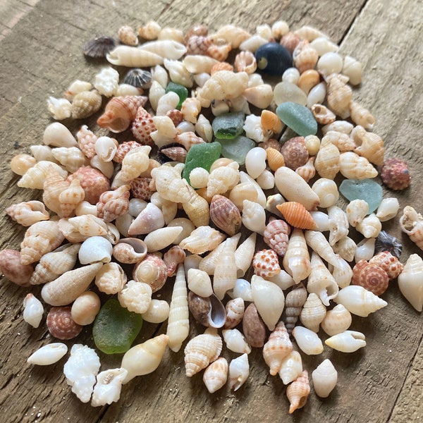 Assorted Seashells - Etsy