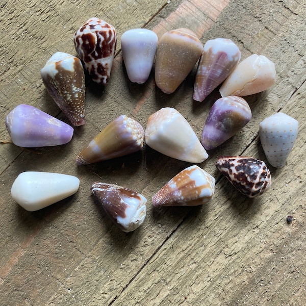 Shells From Hawaii - Etsy