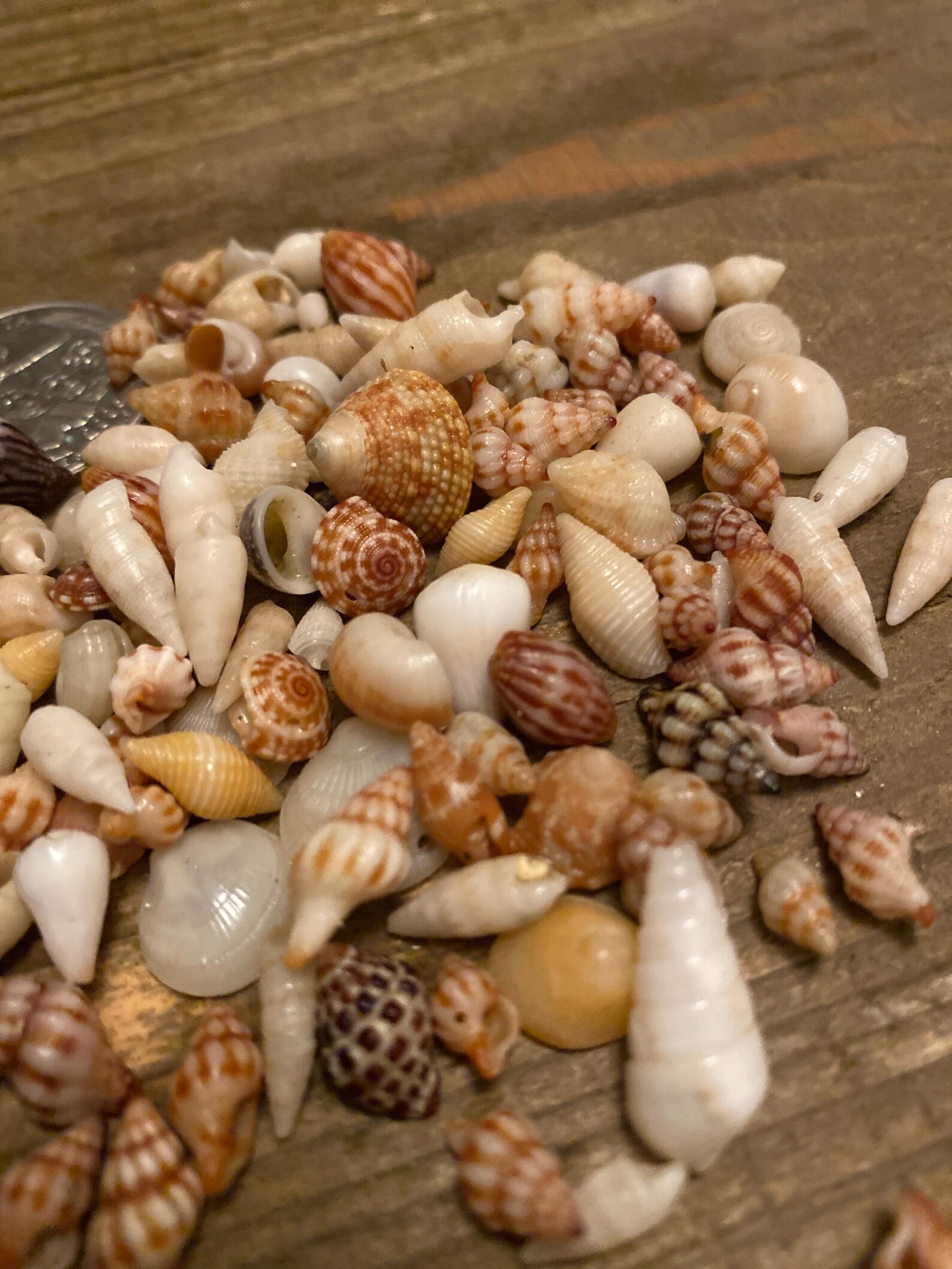 Miniature Small Crafting Seashells From Hawaii Assorted Whole Shells ...