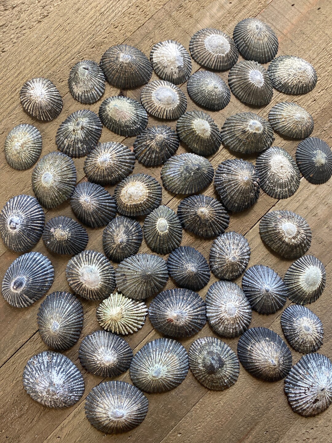 Hawaii Black Opihi Limpet Sea Shell Pack of 50 Assorted Size Limpets - Etsy