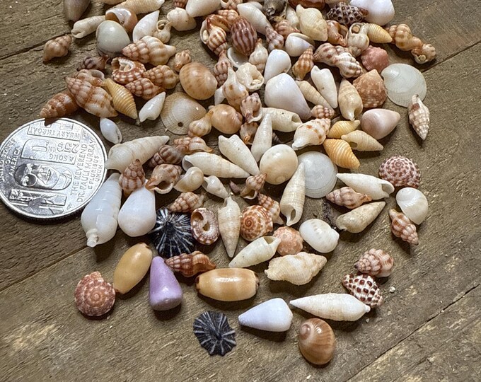 Miniature Small Crafting Sea Shells From Hawaii Assorted Lot - Etsy