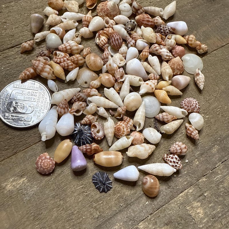 Rare Sea Shells - Etsy