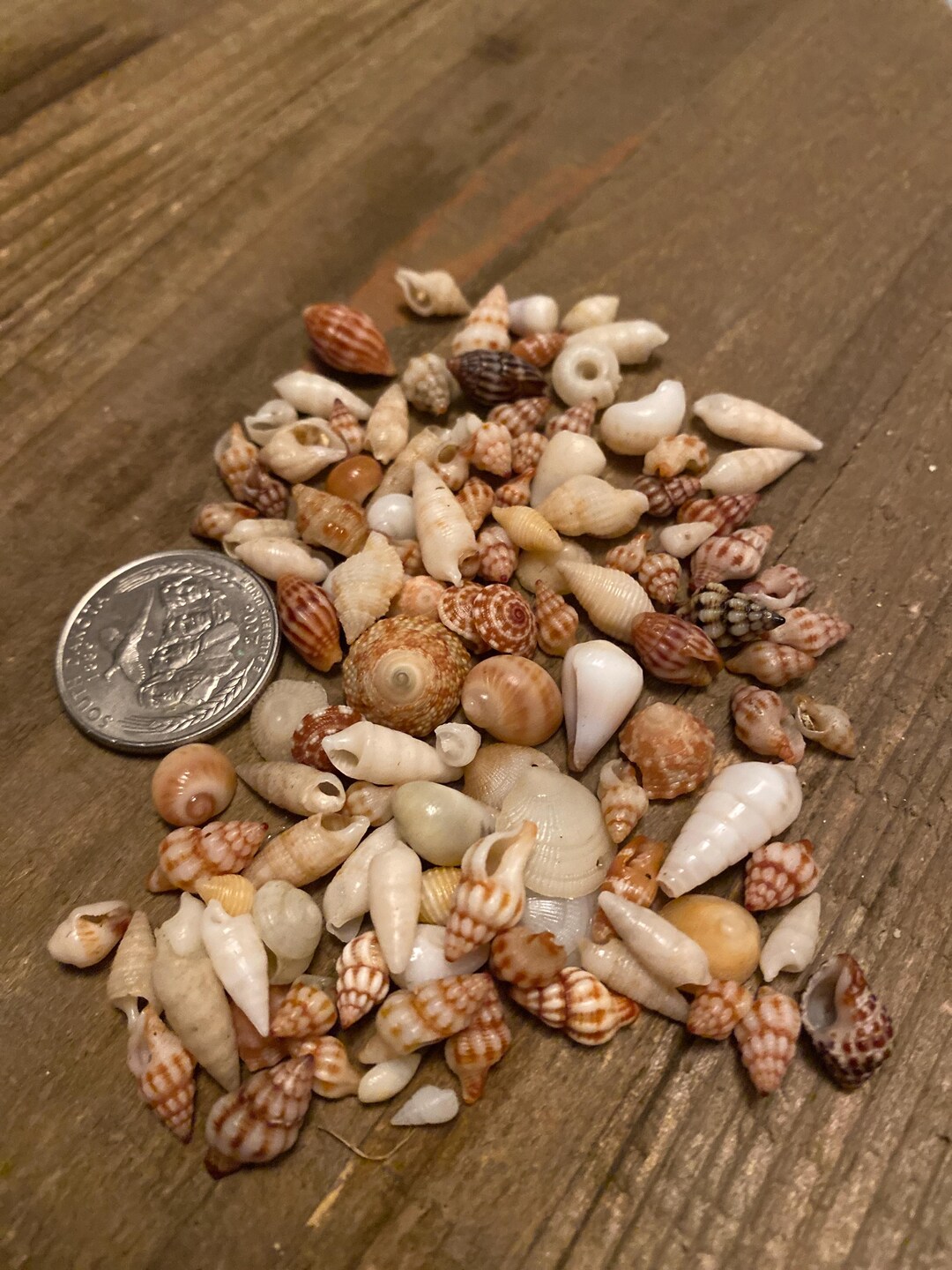 Miniature Small Crafting Seashells From Hawaii Assorted Whole Shells ...