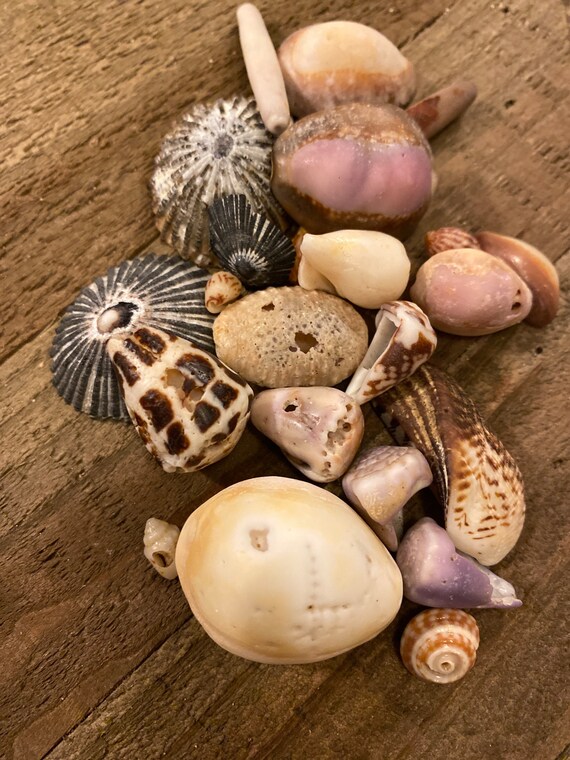 Hawaii Shells Sea Tumbled Shells and Pieces - Etsy