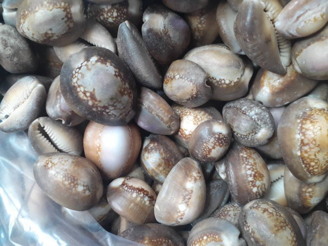 Hawaii Cowrie Shells Assorted Sizes Mixed Colors Bulk Order - Etsy