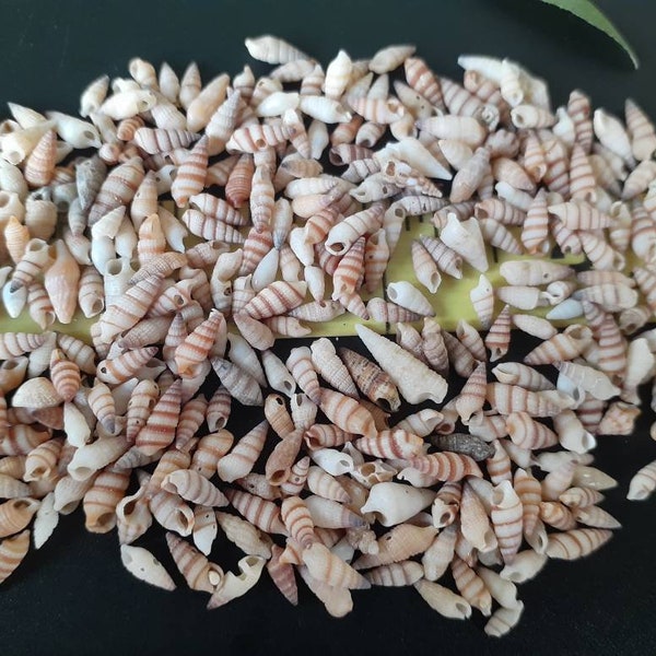Tiny Bulk Shells - Etsy