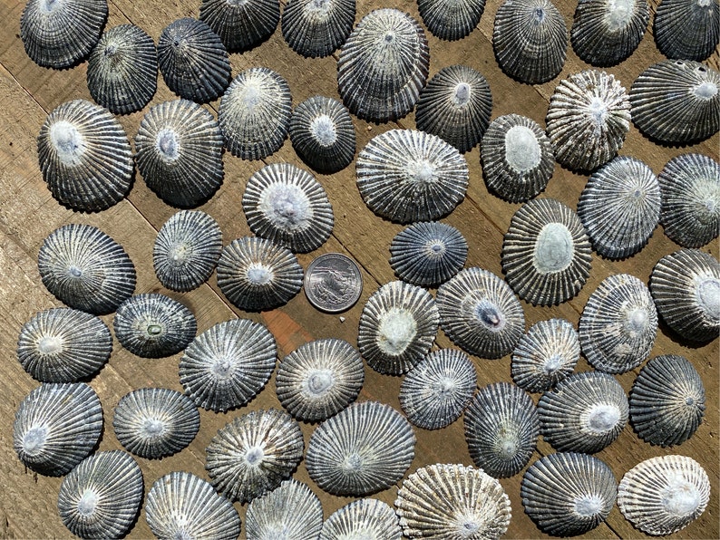 Hawaii Black Opihi Limpet Sea Shell Pack of 50 Assorted Size Limpets - Etsy