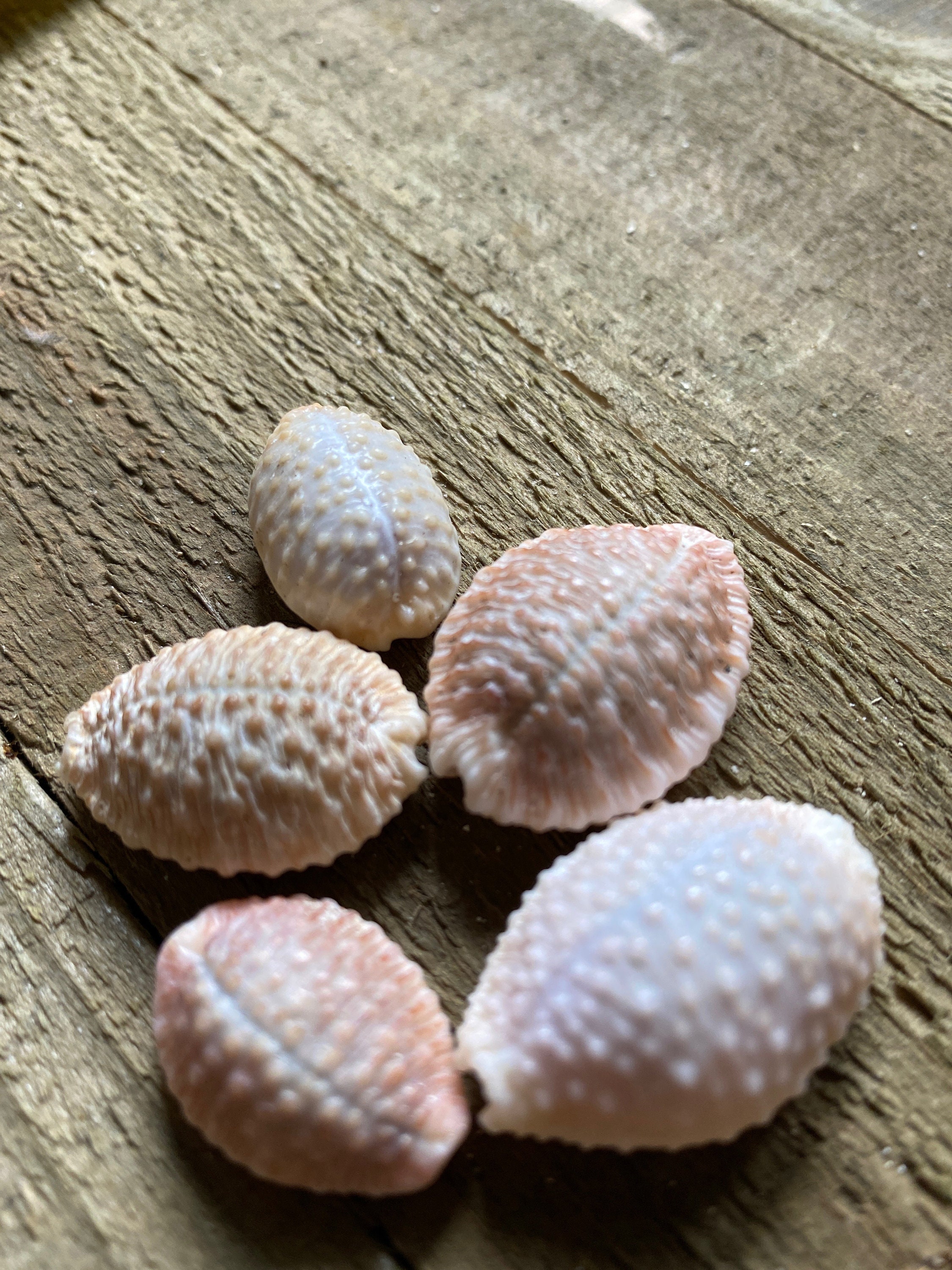 5 Beautiful Hawaii Granulated Cowry Shells Sugar Cowries - Etsy
