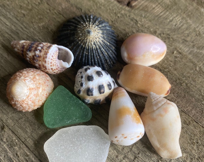 Mix Shell Set From Hawaii Assorted Pack of Seashells and Sea Glass - Etsy