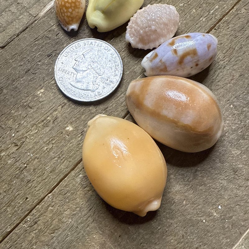 Cowry Shell Collection - Etsy