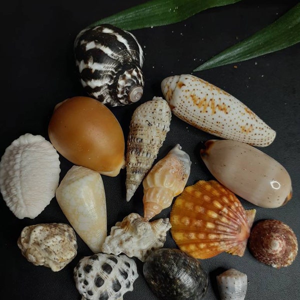 Shells From Hawaii - Etsy