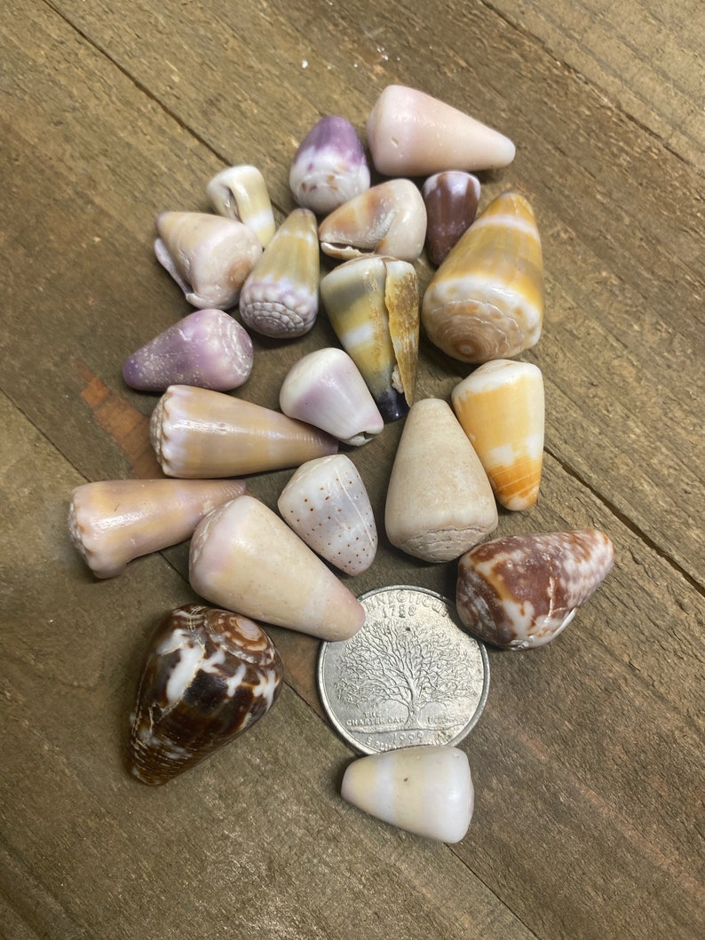 Coloful Hawaiian Cone Shells 20 Pack Assorted Colors and Sizes Shells ...