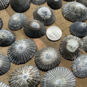 Hawaii Black Opihi Limpet Sea Shell Pack of 50 Assorted Size Limpets - Etsy