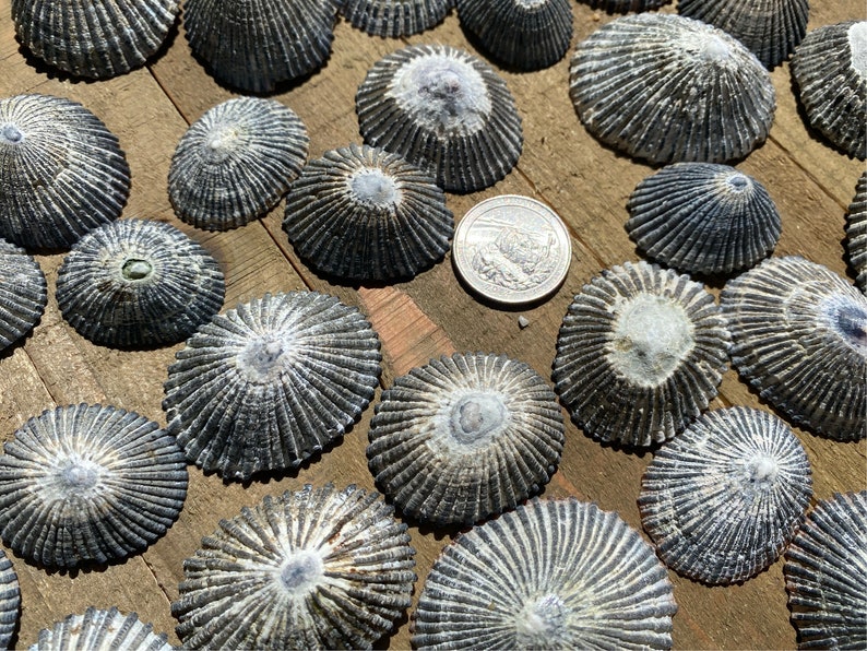 Hawaii Black Opihi Limpet Sea Shell Pack of 50 Assorted Size Limpets - Etsy