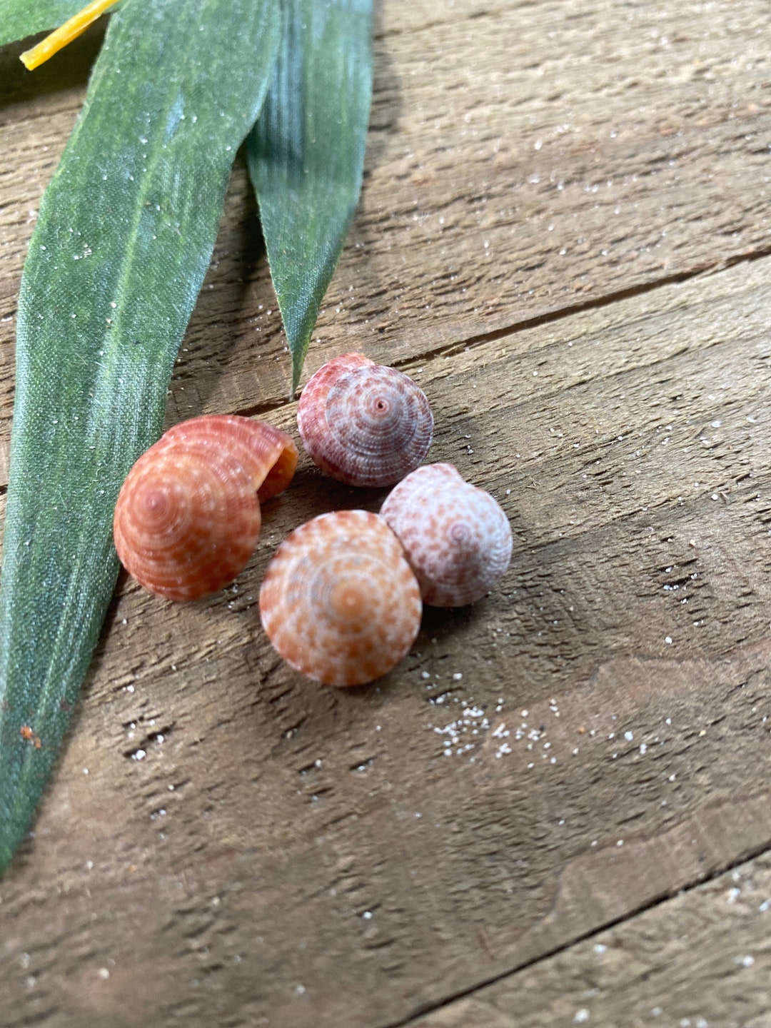 Hawaii Small Sundial Sea Shells Pack of 4 Larger Size Kaunoo - Etsy