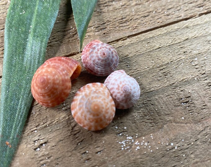 Hawaii Small Sundial Sea Shells Pack of 4 Larger Size Kaunoo - Etsy