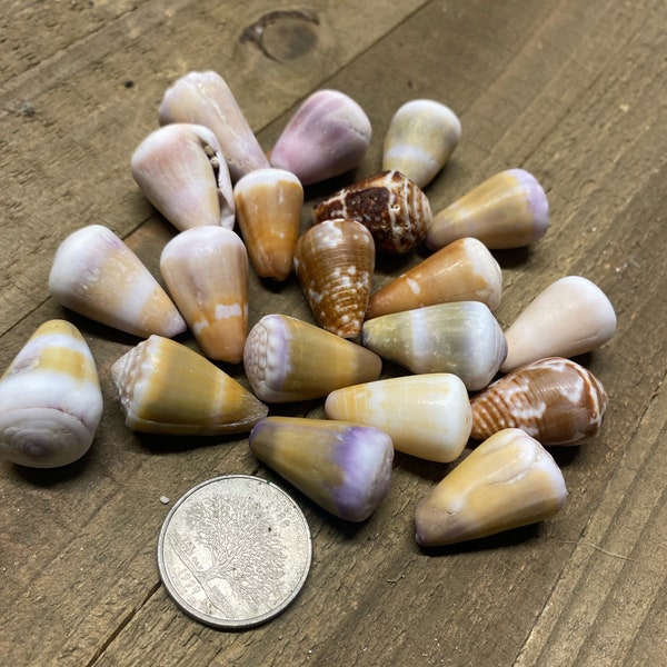Hawaiian Cone Shell - Etsy