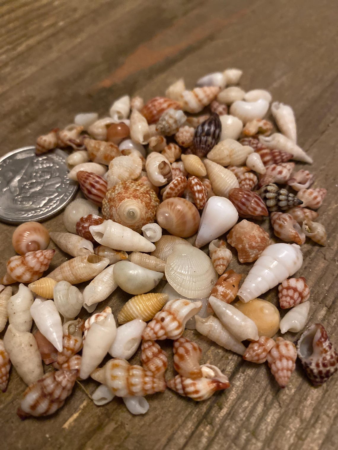 Miniature Small Crafting Seashells From Hawaii Assorted Whole Shells ...