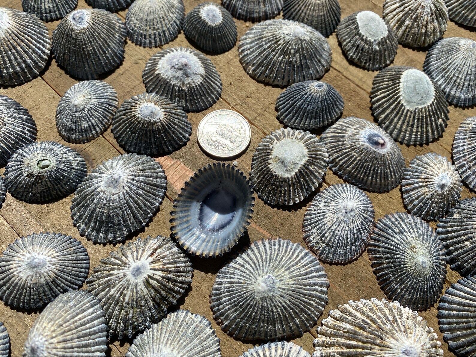 Hawaii Black Opihi Limpet Sea Shell Pack of 50 Assorted Size Limpets - Etsy