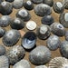 Hawaii Black Opihi Limpet Sea Shell Pack of 50 Assorted Size Limpets - Etsy