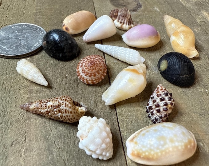 Hawaii Sea Shells Assorted Mixed Treasure Pack Variety - Etsy