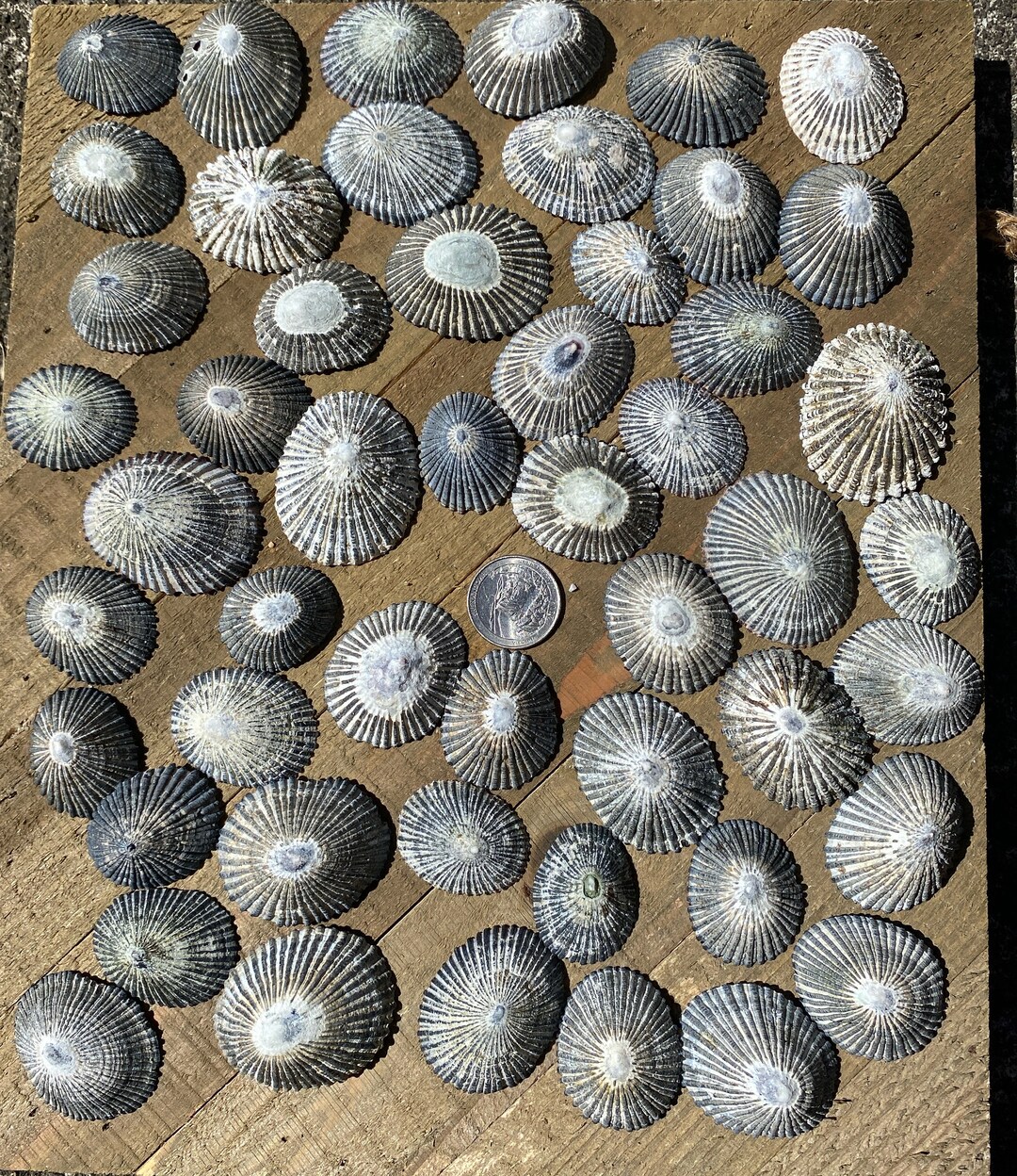 Hawaii Black Opihi Limpet Sea Shell Pack of 50 Assorted Size Limpets - Etsy