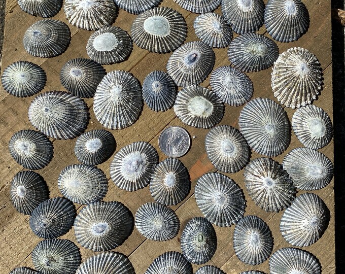 Hawaii Black Opihi Limpet Sea Shell Pack of 50 Assorted Size Limpets - Etsy